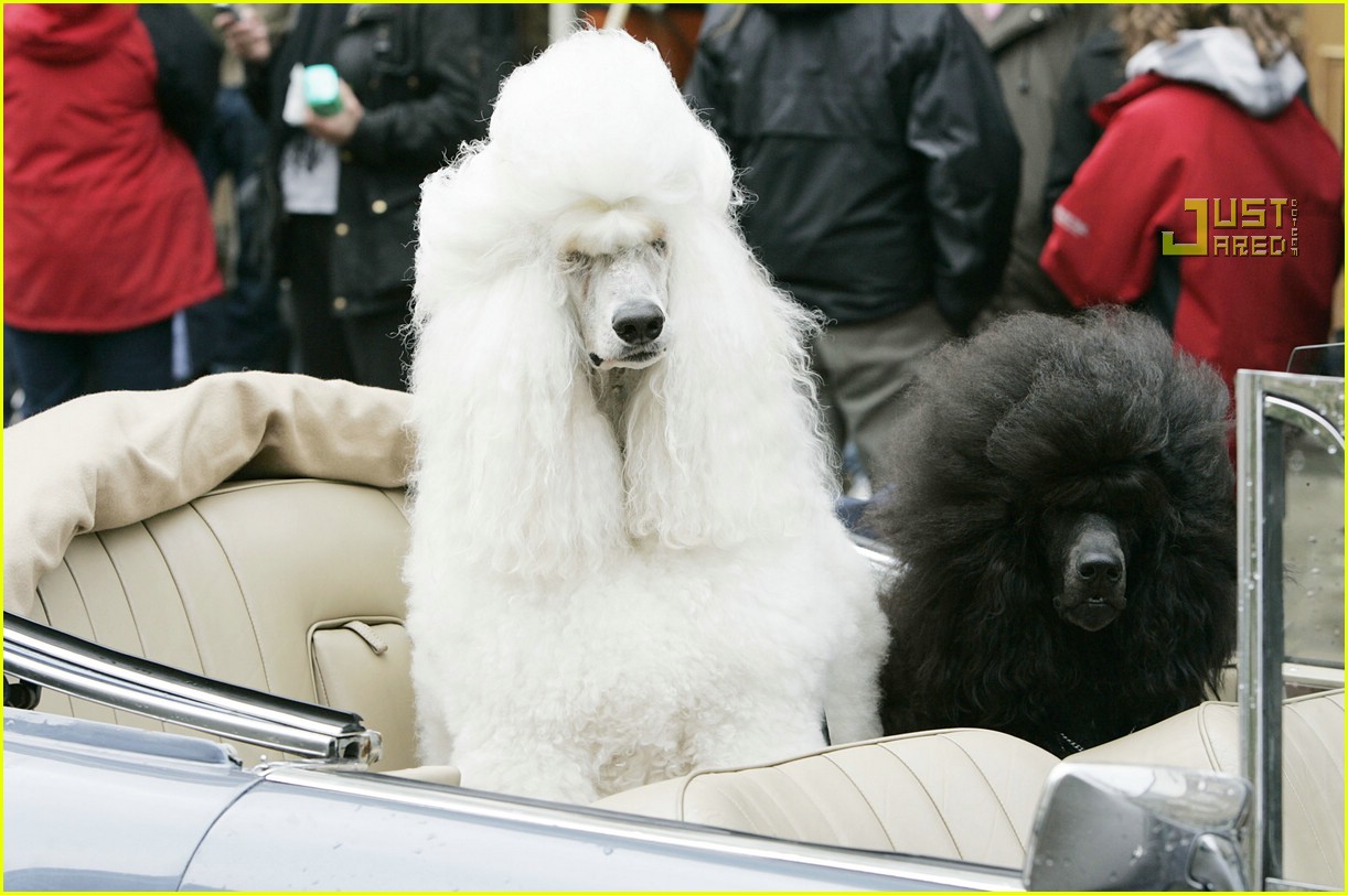 Sienna Miller Adjusts Herself: Photo 695611 | Cillian Murphy, Max ...