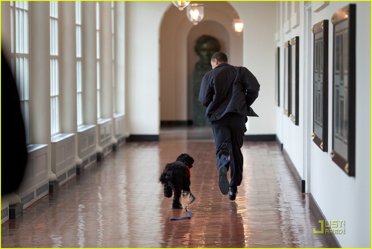 Bo Obama: First Dog Of The United States: Photo 1998851 | Barack Obama ...