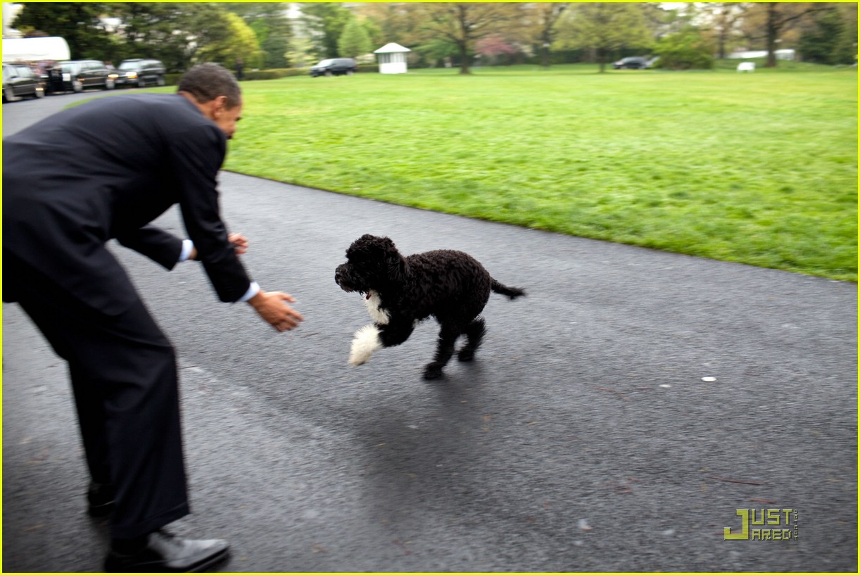 Bo Obama: First Dog Of The United States: Photo 1998881 | Barack Obama ...
