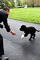 Bo Obama: First Dog Of The United States: Photo 1998851 | Barack Obama ...