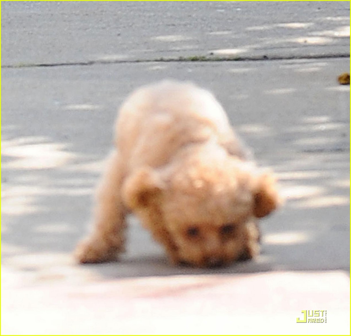 Blake Lively Walks the Dog: Photo 2576060 | Blake Lively Photos | Just ...