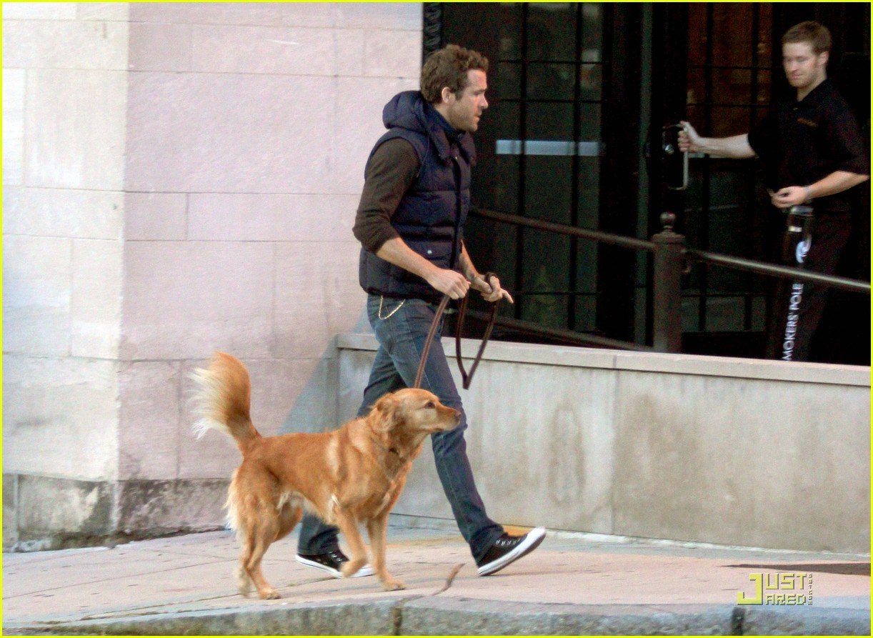 Ryan Reynolds: Evening Walk with Baxter!: Photo 2582428 | Ryan Reynolds ...