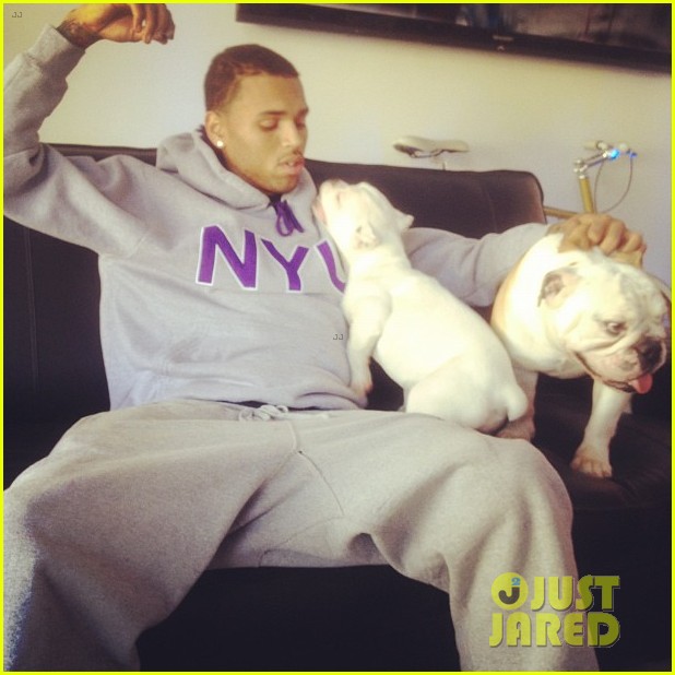 Chris Brown: New Puppy!: Photo 2655048 | Chris Brown Photos | Just ...
