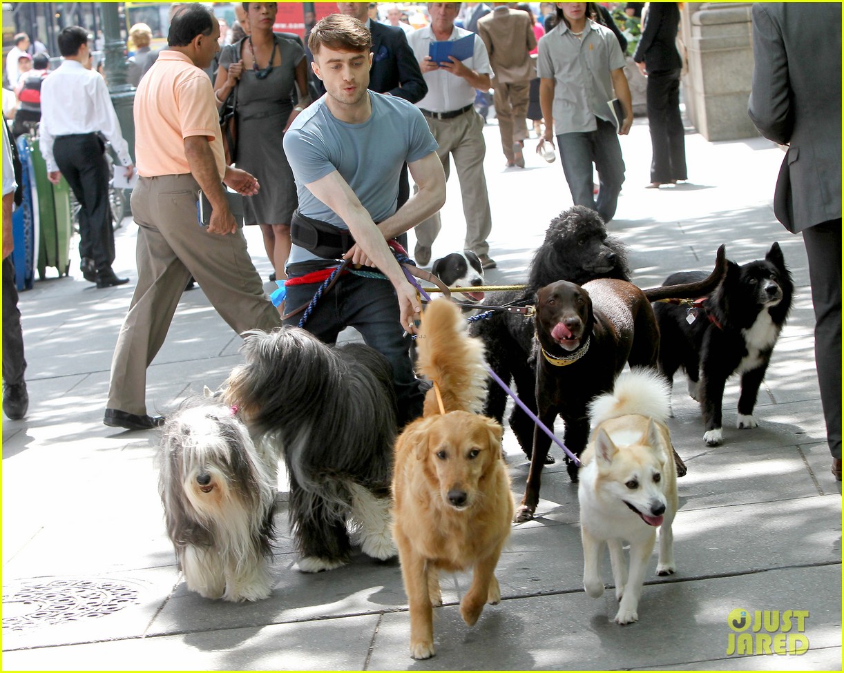 Daniel Radcliffe Handles Multiple Dogs on NYC 'Trainwreck' Set!: Photo ...