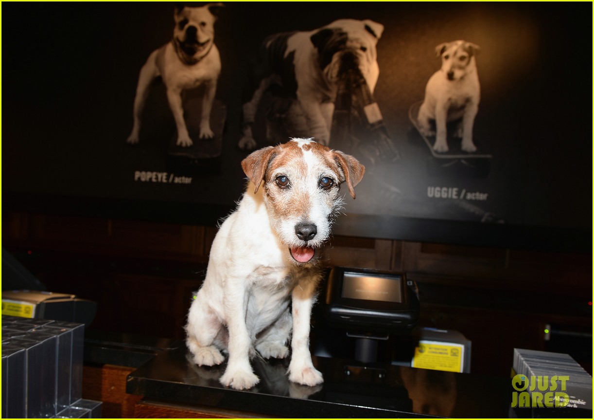 Uggie the Dog Dead - 'The Artist' Star Put to Sleep at Age 13: Photo ...