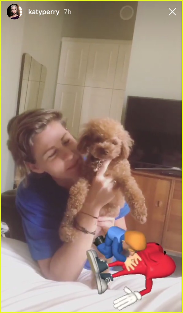 Katy Perry Reveals Her Assistant Tamra Saved Her Dog Nugget's Life ...