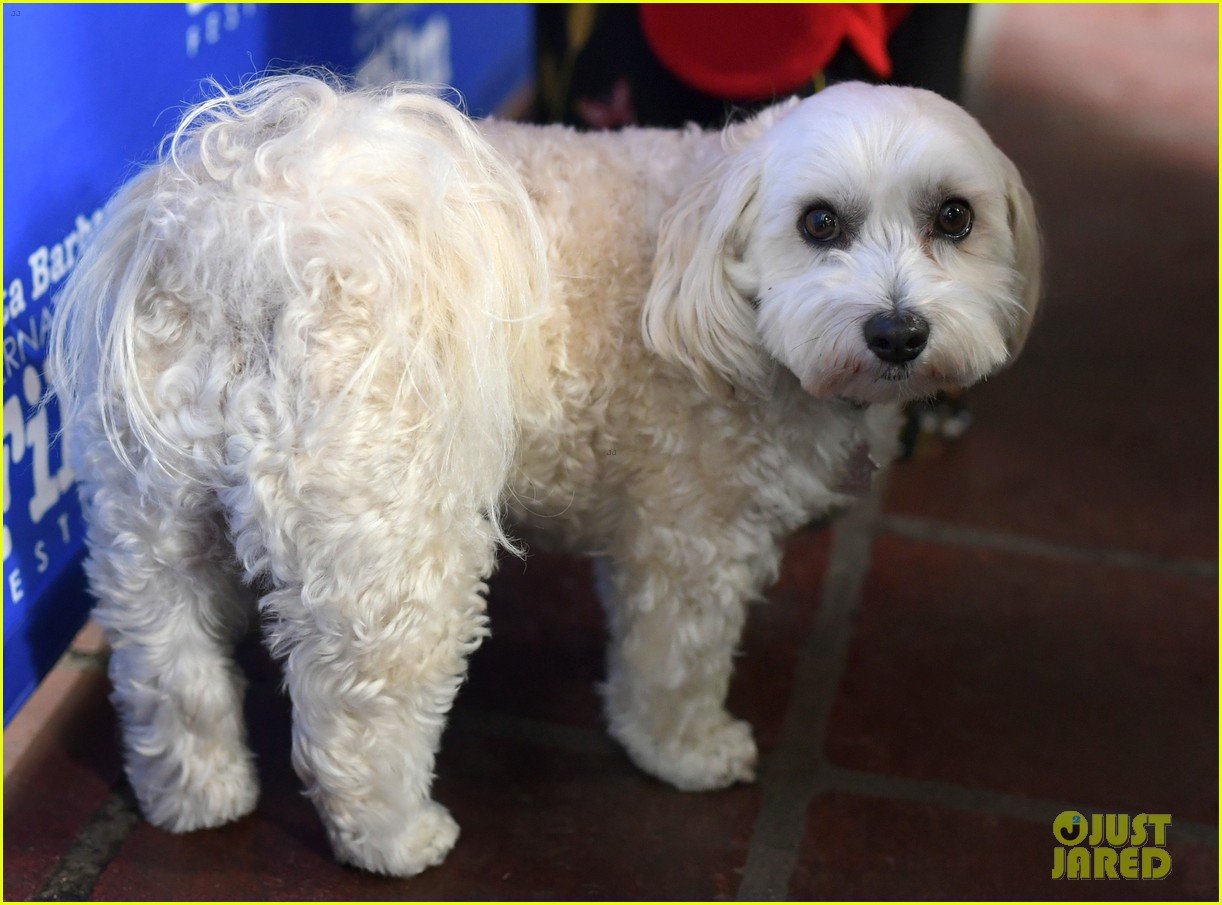 Glenn Close's Dog Pip Joins Her to Accept an Award!: Photo 4223188 ...