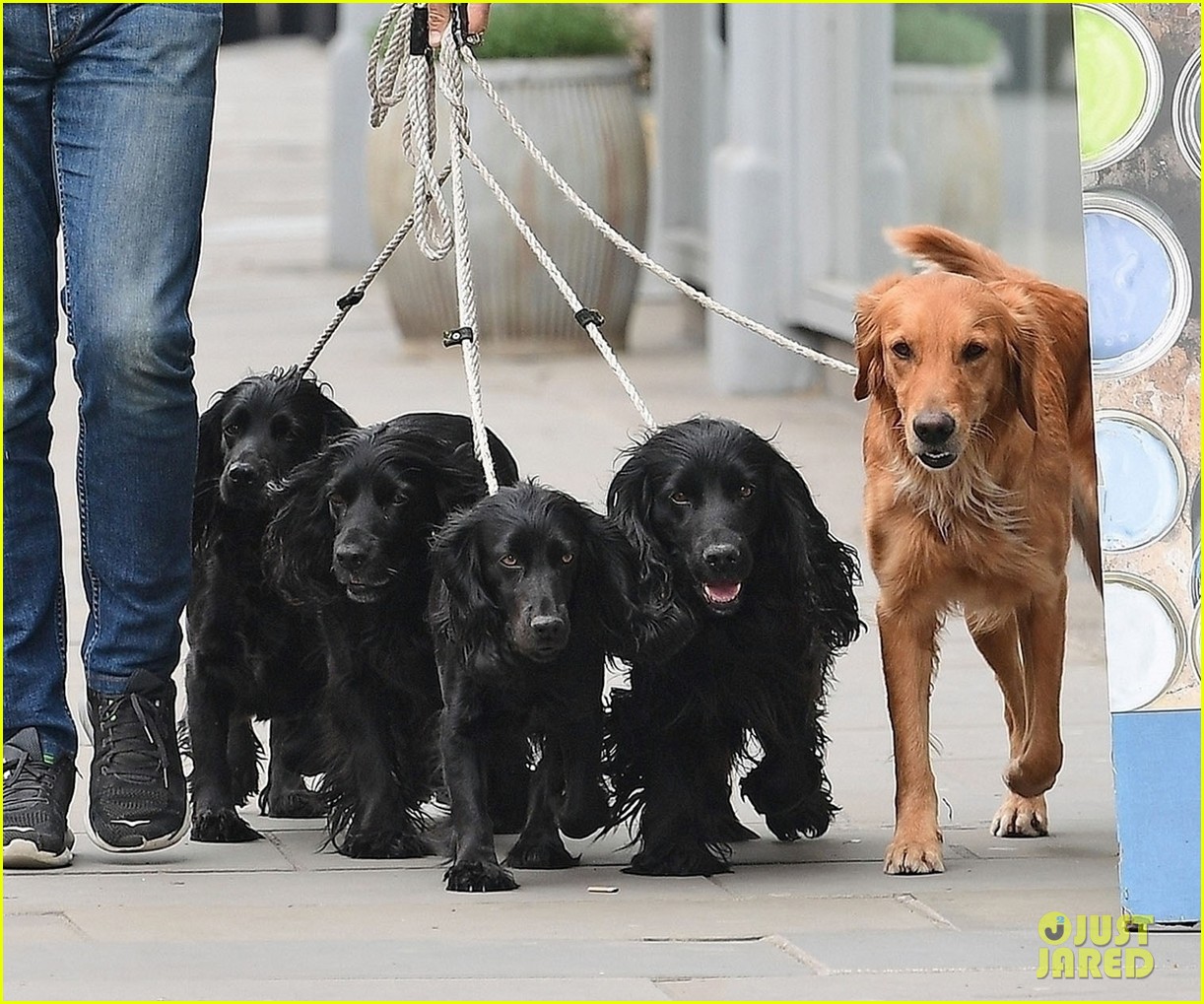 James Middleton - Kate & Pippa's Younger Brother - Takes His 3 Dogs on ...