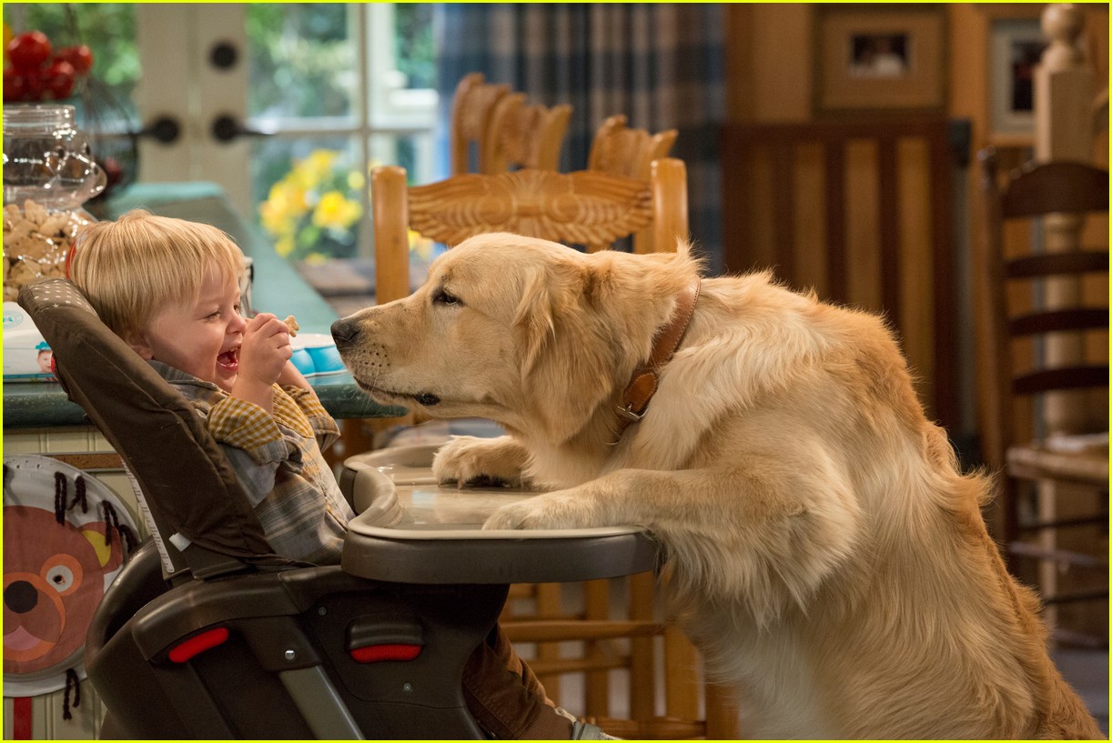 'Fuller House' Dog Cosmo Has Died Due to Complications from Surgery ...