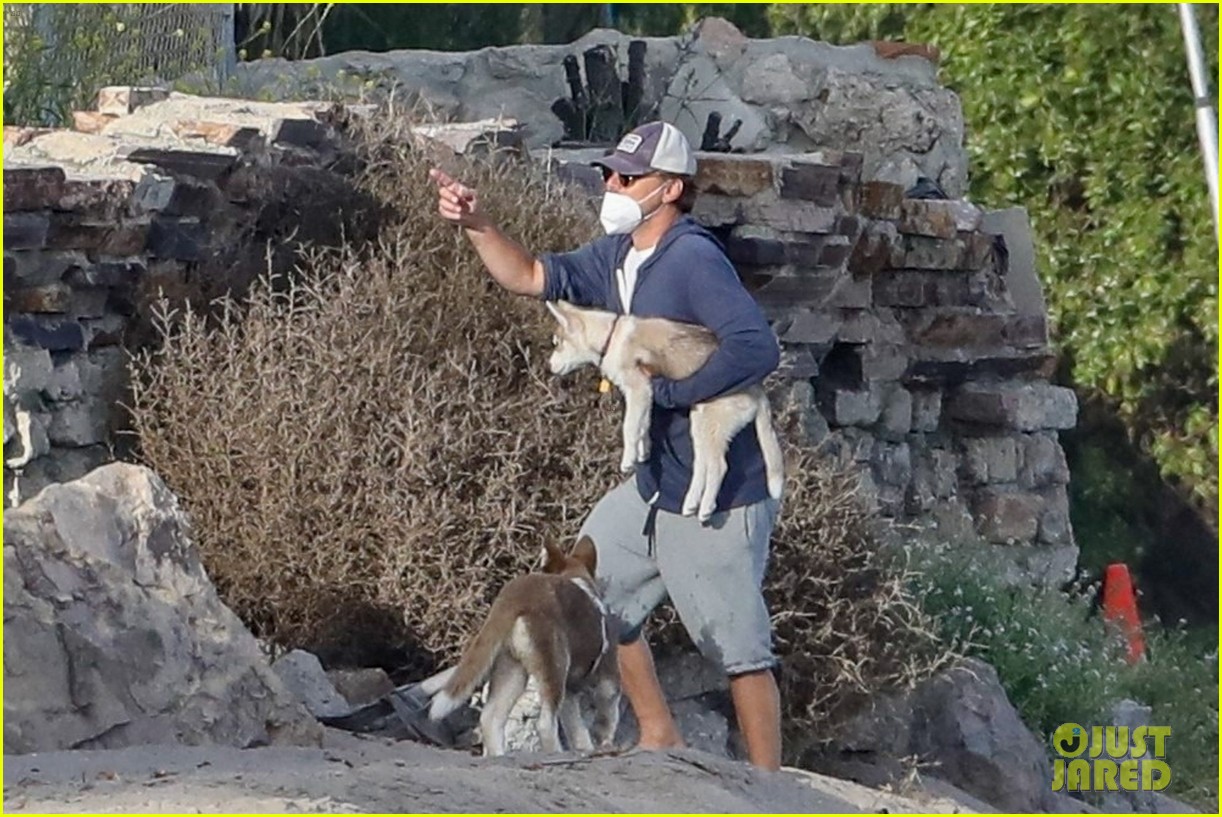 Leonardo DiCaprio Takes Camila Morrone's Foster Dogs Jack & Jill For ...