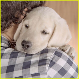 Budweiser’s Puppy is Back for New Heartwarming Commerical | Random ...