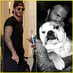 David Beckham Cuddling With His Dog is the Cutest Thing | Celebrity ...