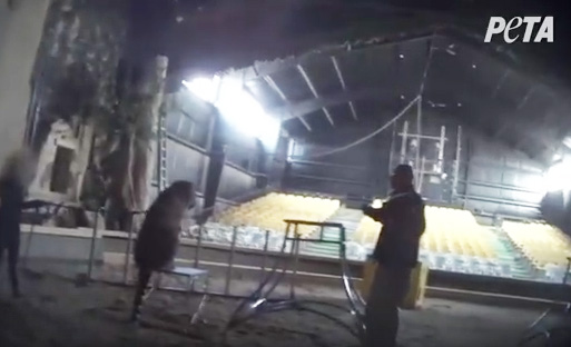 Hollywood Animal Trainer Recorded Brutally Whipping Tiger | Michael ...