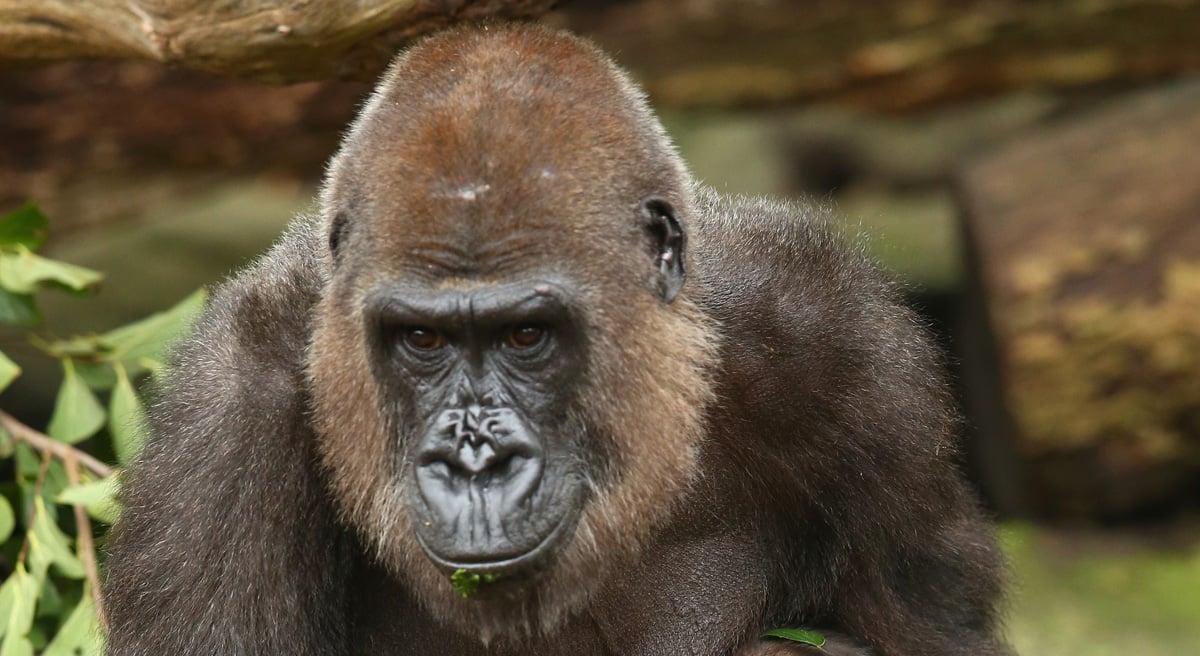 Celebrities React to Harambe the Gorilla Shooting at Cincinnati Zoo ...