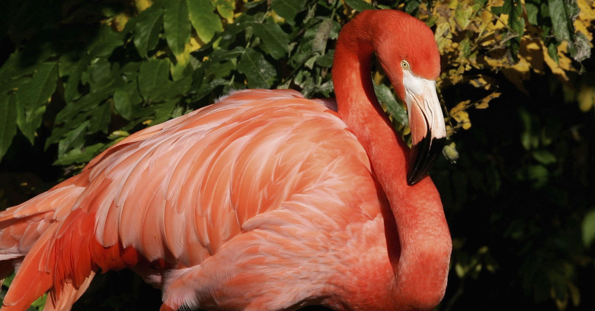 Busch Gardens Flamingo Euthanized After Violent Attack By Park Visitor ...