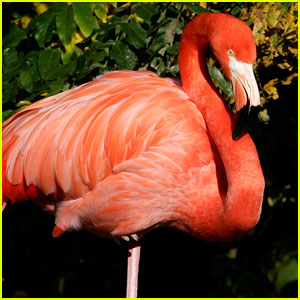 Busch Gardens Flamingo Euthanized After Violent Attack By Park Visitor ...