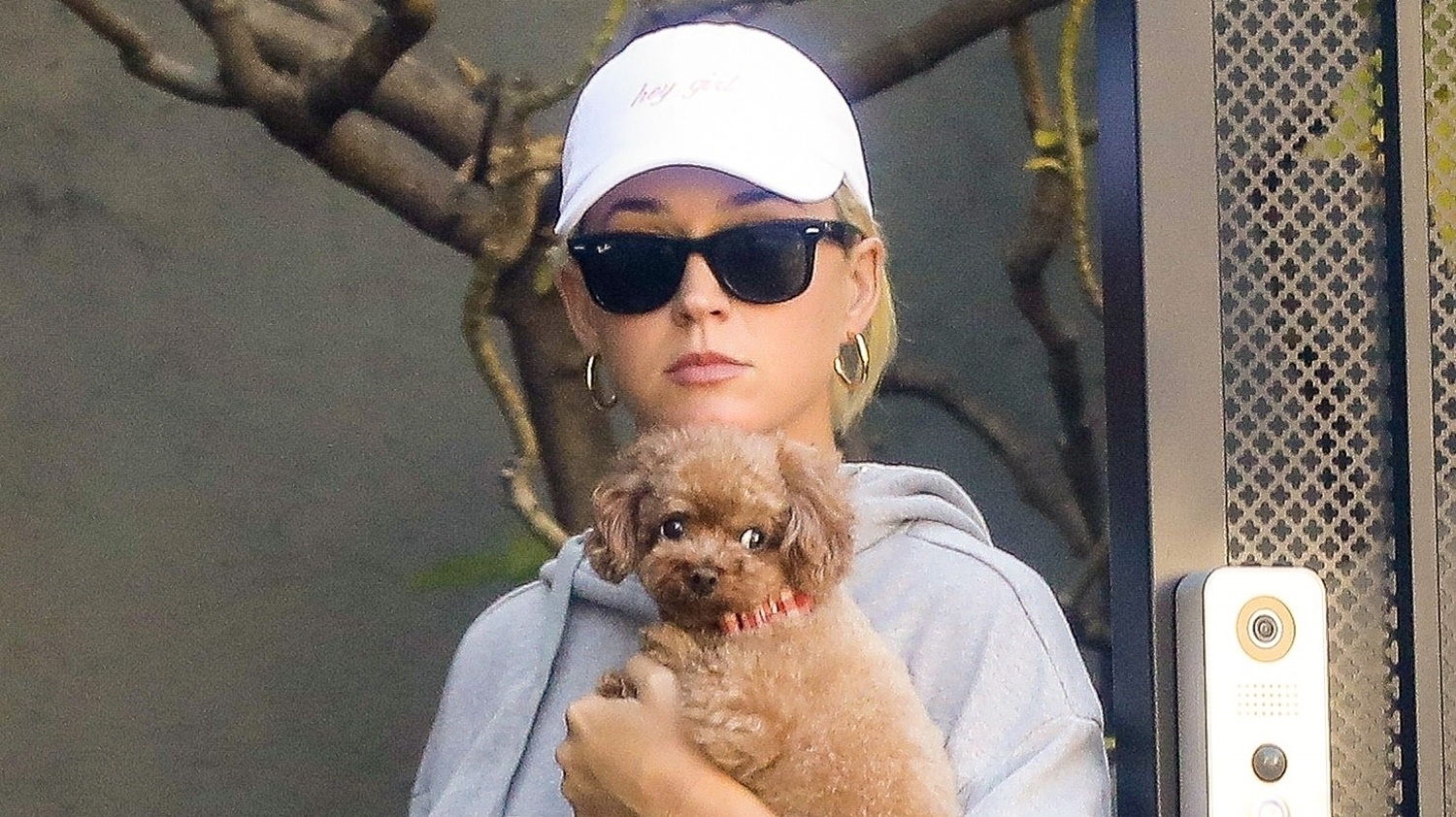 Katy Perry’s Dog Nugget is the Best Accessory! | Celebrity Pets, Katy ...