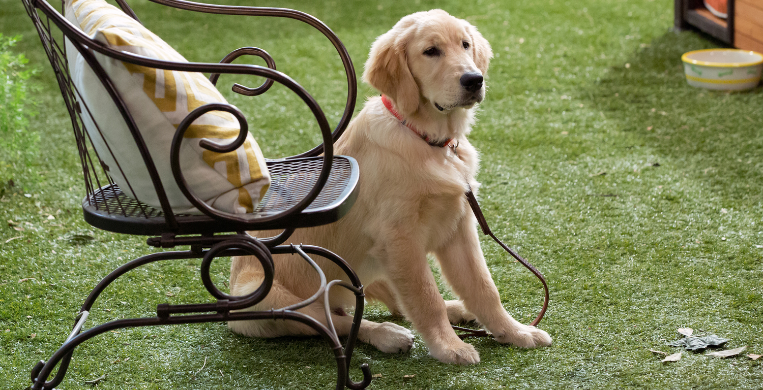 ‘Fuller House’ Dog Cosmo Has Died Due to Complications from Surgery ...