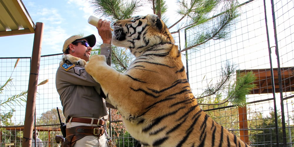 Former ‘Tiger King’ Employee Talks Joe Exotic, Big Cats & More in ...