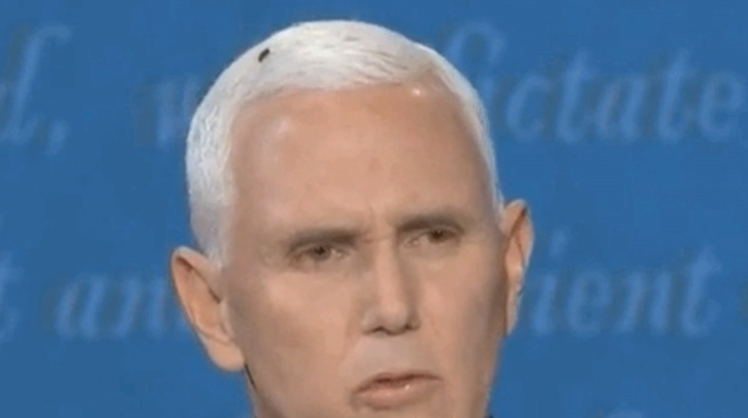 A Fly Sat on Pence’s Head at the Debate & Celebs Reacted with Lots of ...