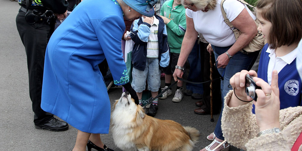 Queen Elizabeth’s Two Corgis Will Live With Prince Andrew & Duchess ...